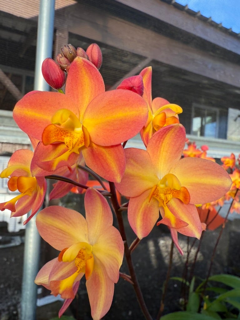 Spathoglottis Sunshine 'Minion' | Lee & Company Orchids