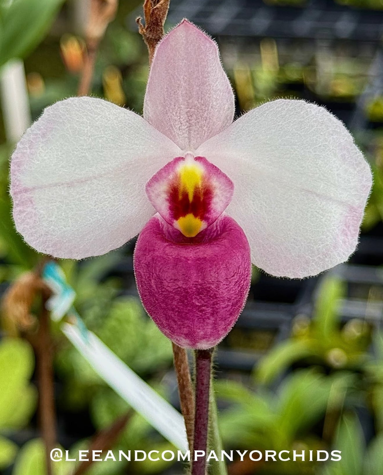 Paph. delenatii fma. vinicolor ('Acker's Dunkel' x 'Tokyo Orchid Nursery Dunkel') (Species In ...