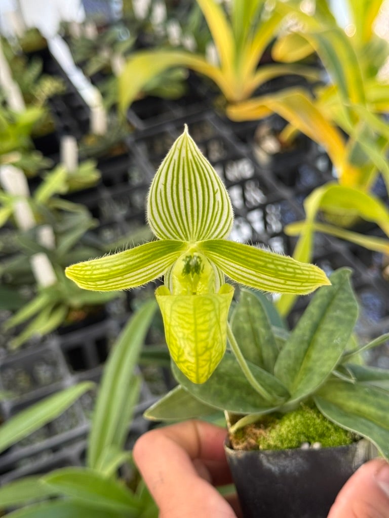 Paph. wardii album x self | Lee & Company Orchids