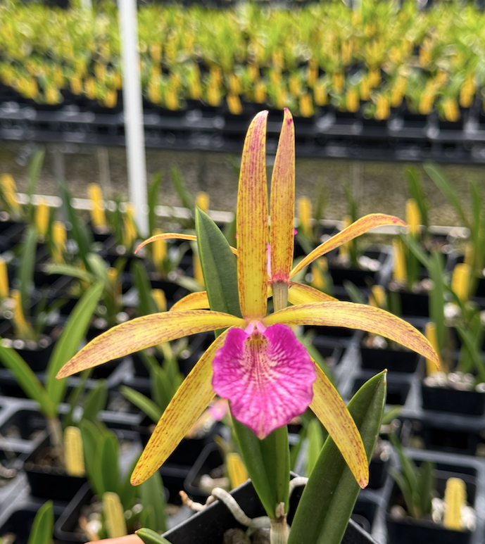 B. nodosa 4N x Lc. Florence Lin | Lee & Company Orchids