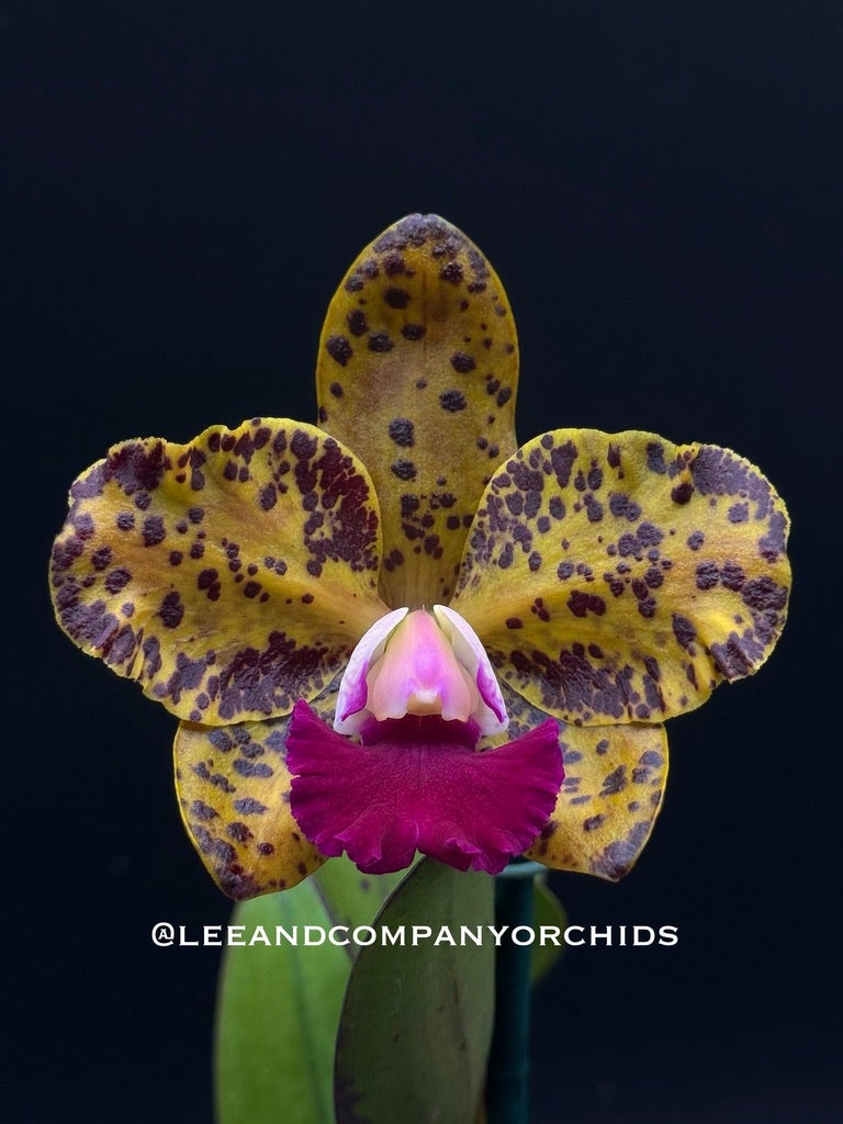 Rlc. Naomi’s Delight (Slc. Katherine Clarkson x Slc. Sun Spots) | Lee & Company Orchids