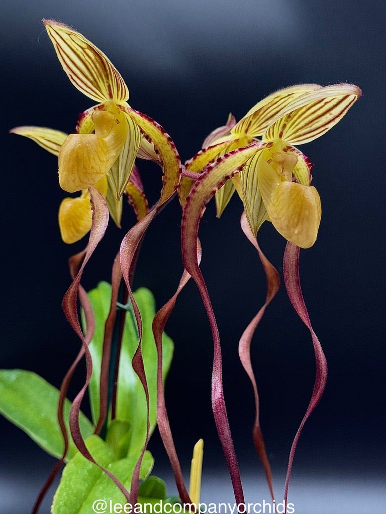 Paph. Michael Koopowitz (sanderianum 'OZ' x philippinense 'Taiwan ...