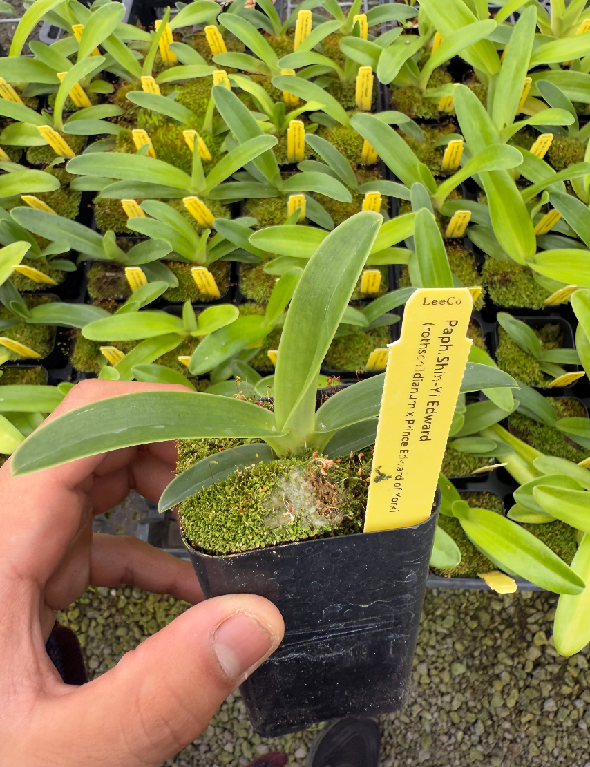 Paph. Shin Yi Edward (roth. x Prince Edward of York) | Lee & Company ...