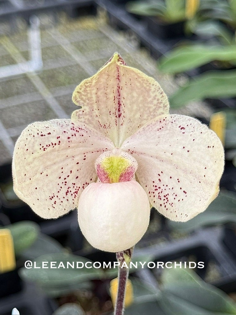 Paph. Hybrid (Wossner Vietnam Beauty x leucochilum) | Lee & Company Orchids