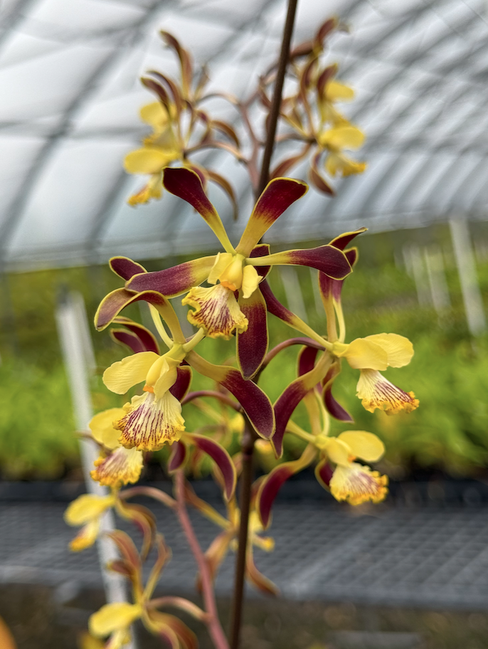 Encyclia alata | Lee & Company Orchids