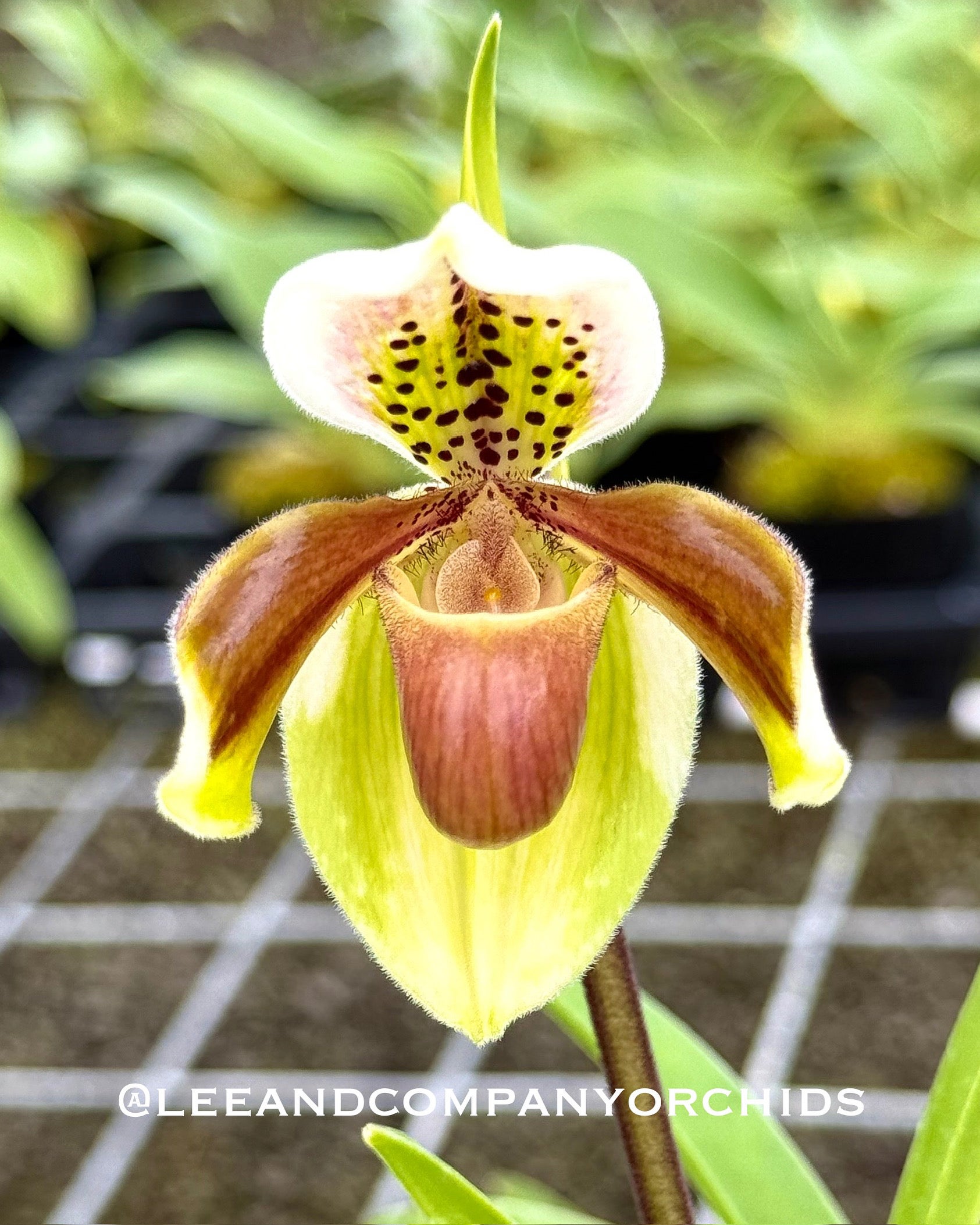 Paph. exul x sib | Lee & Company Orchids