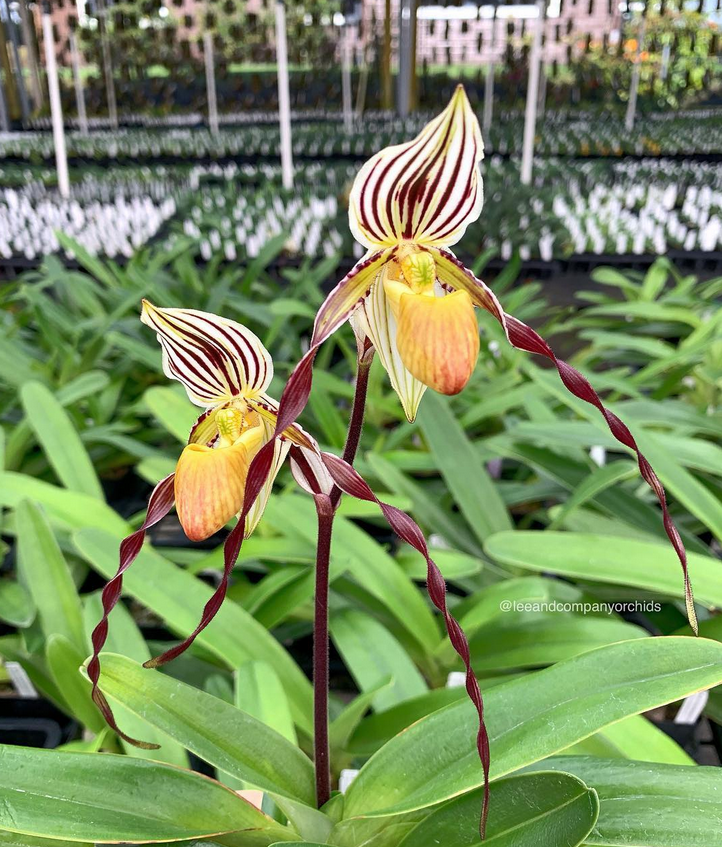 Paph. philippinense x self | Lee & Company Orchids