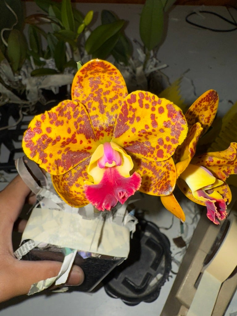 Blc. Suncoast Sunspots x Slc. Katherine Clarkson | Lee & Company Orchids