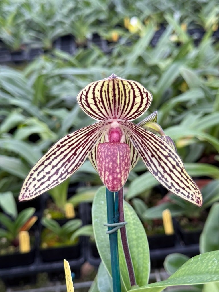 Paph. Mark Hasegawa (concolor 'Full Moon' x roth. 'X-Hot' SSM/JOGA ...