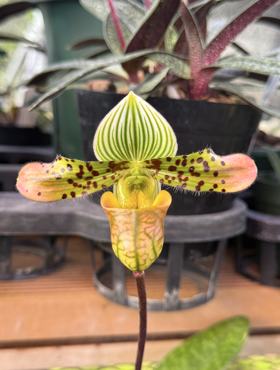 Paph. venustum x sib | Lee & Company Orchids
