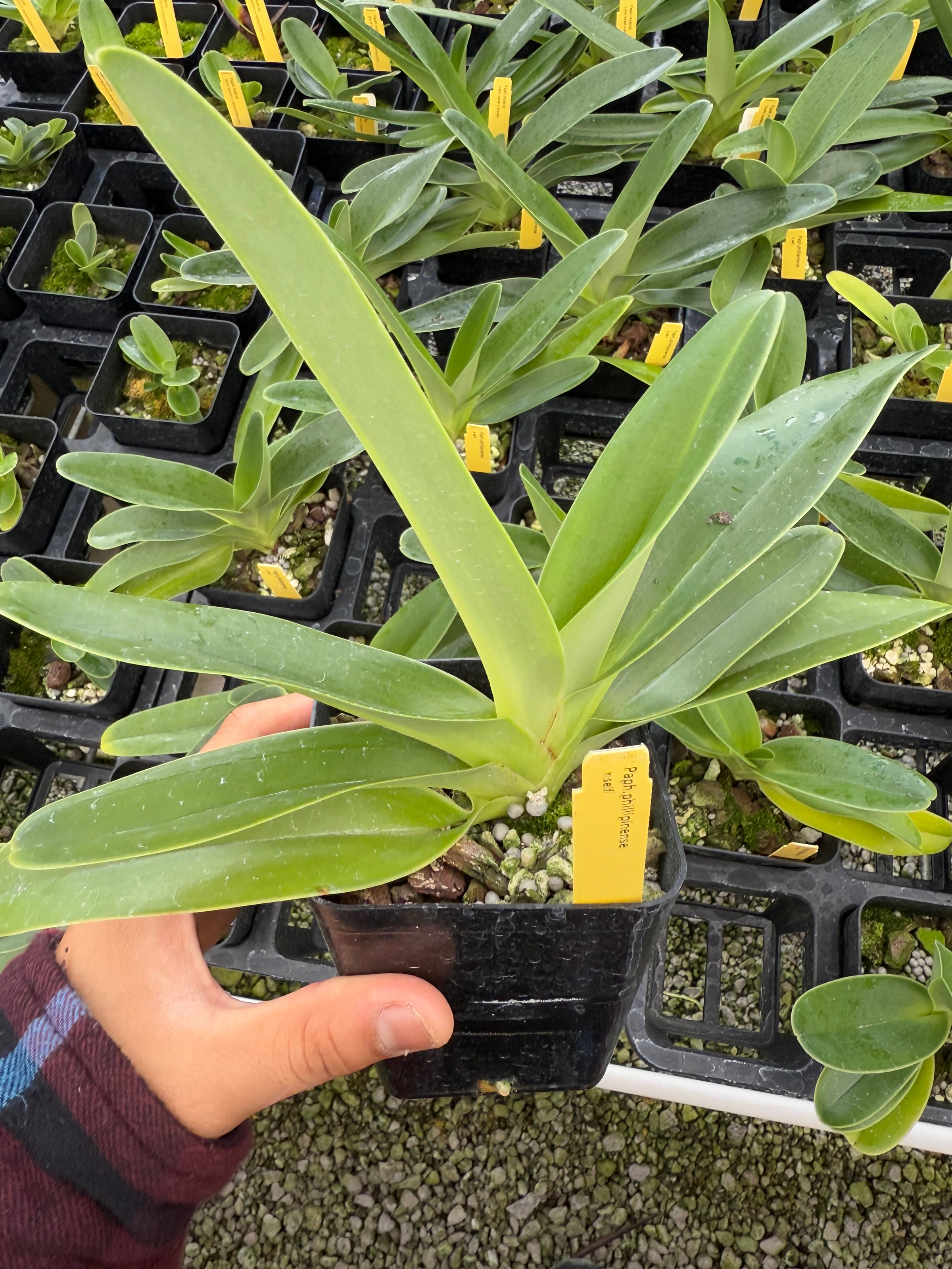 Paph. philippinense x self | Lee & Company Orchids