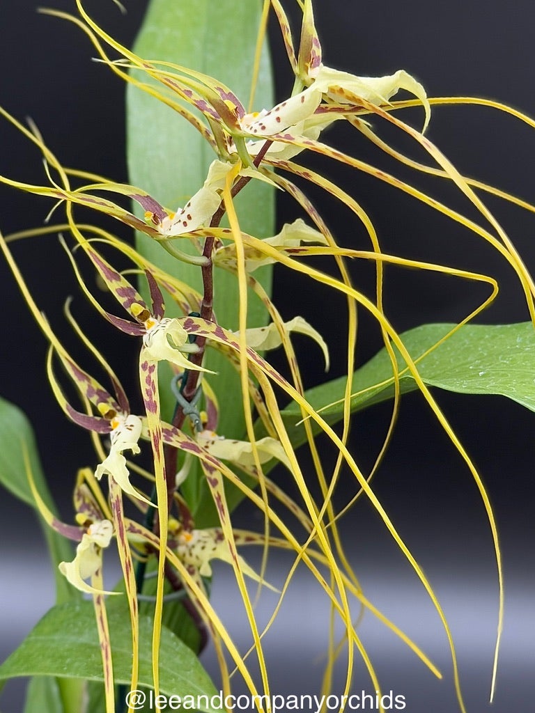 Brs. Aunty Diana Aki 'Stephanie Munn' | Lee & Company Orchids