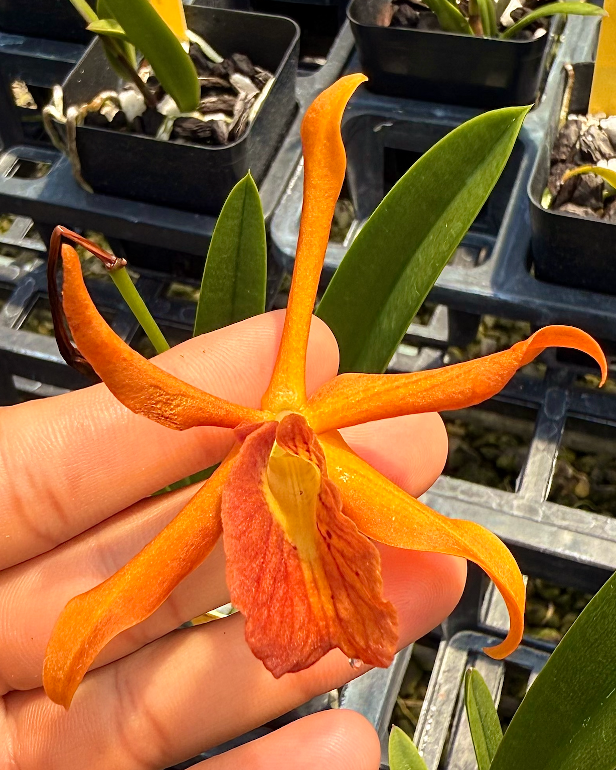 Bc. Micro Fire 'Sparkler' JC/AOS | Lee & Company Orchids