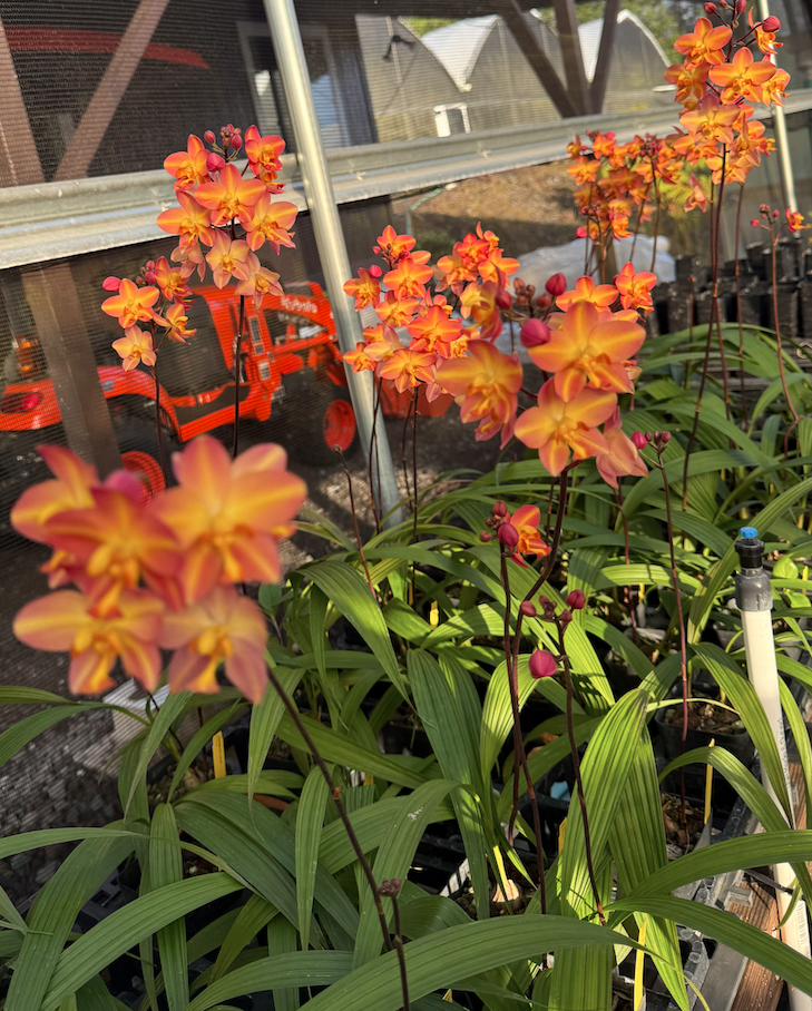 Spathoglottis Sunshine 'Minion' | Lee & Company Orchids
