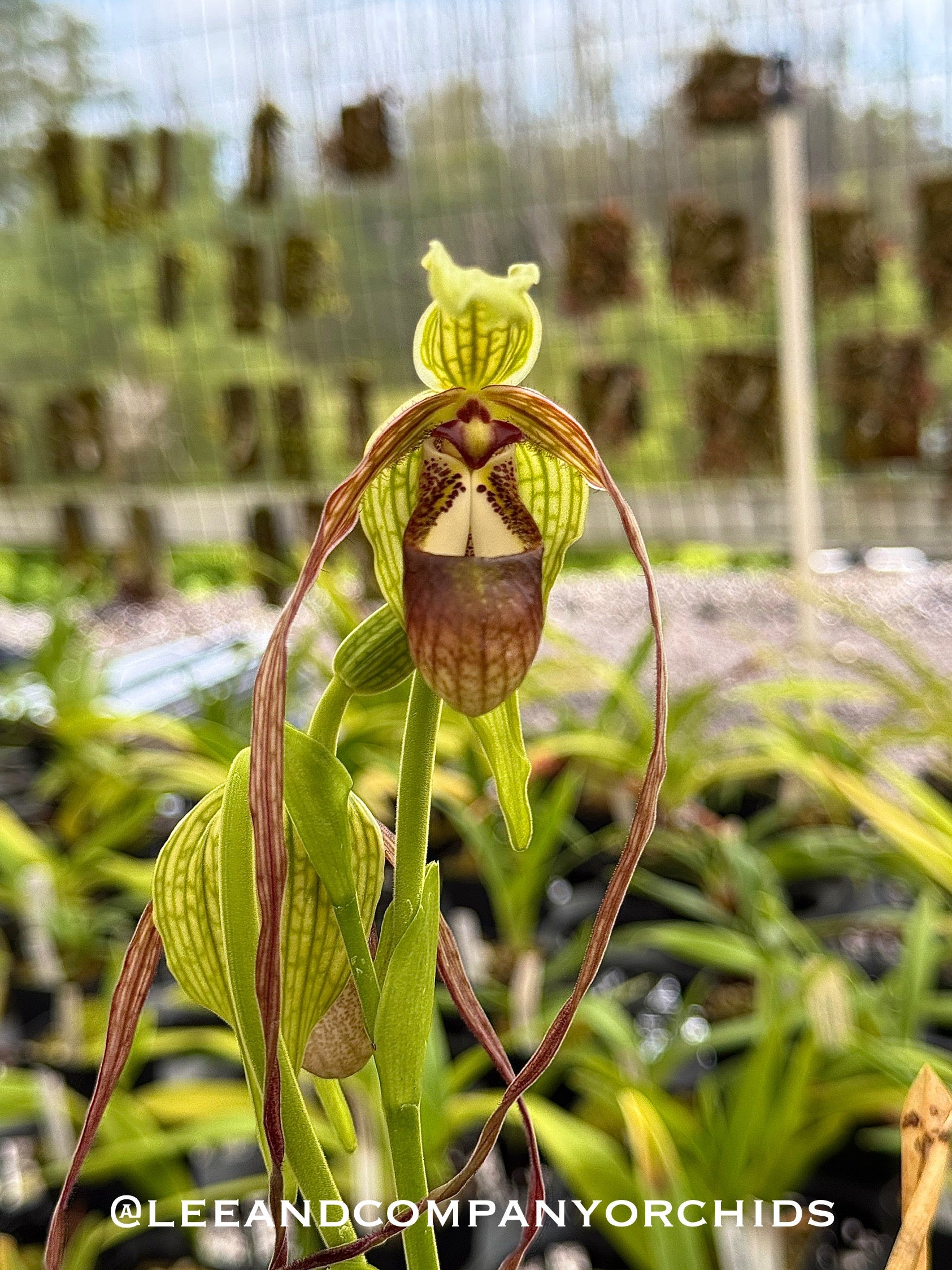 Phrag. caudatum ('Marilyn Ledoux' x 'Silver Falls') | Lee & Company Orchids