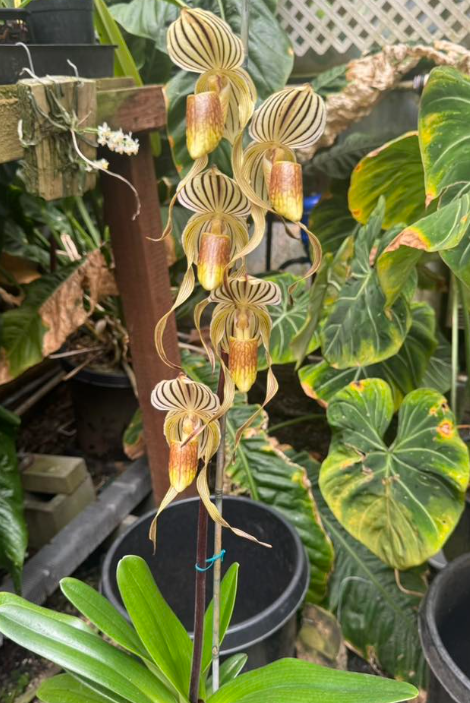 Paph. Randy Booth (Lady Isabel 'Gigantic' x randsii 'Jupiter') | Lee ...