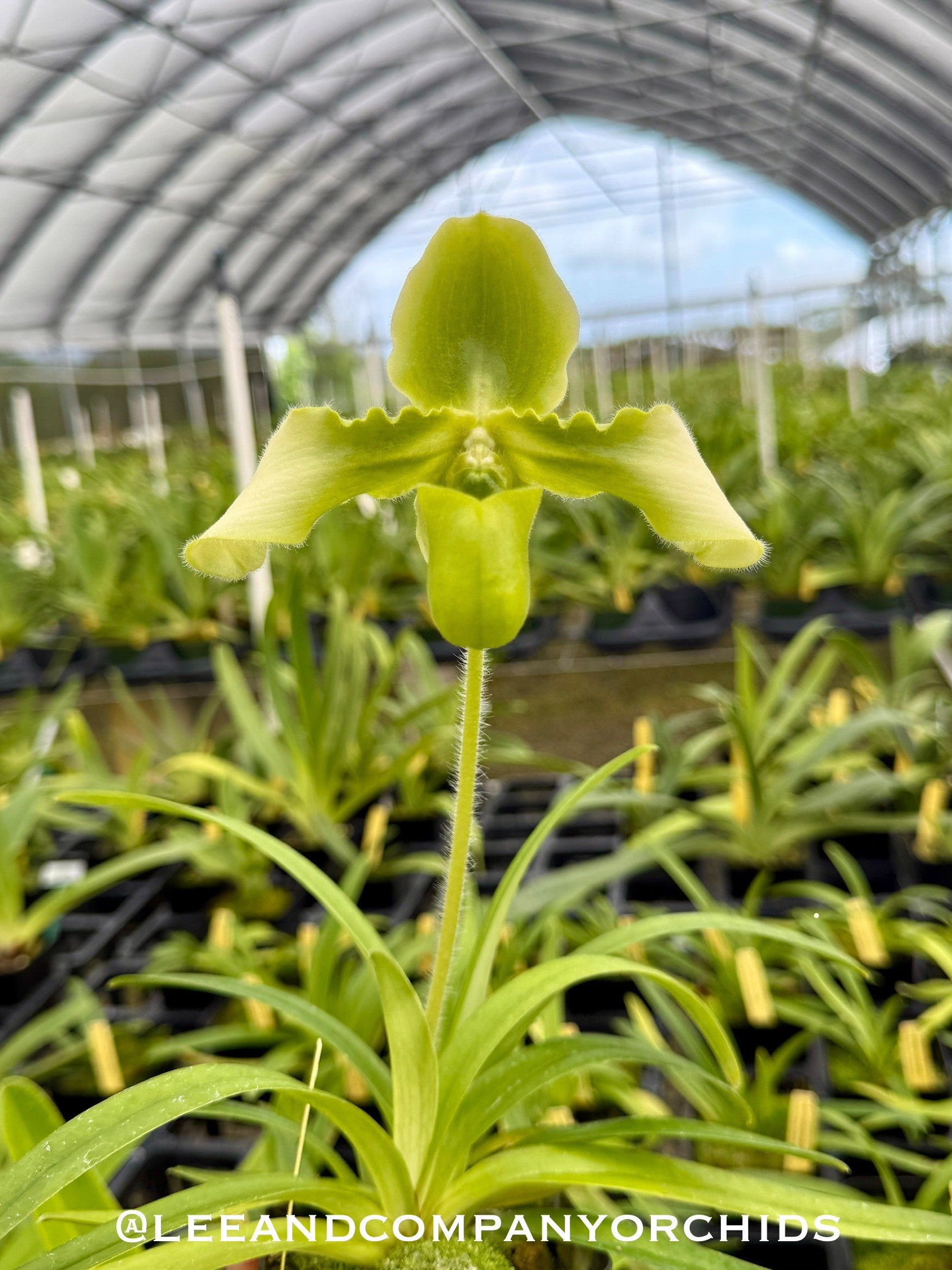 Paph. hirsutissimum alba ('Lady In Green' x 'Green Gold') | Lee ...