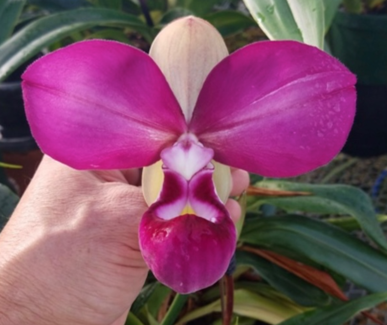 Phrag. kovachii | Lee & Company Orchids