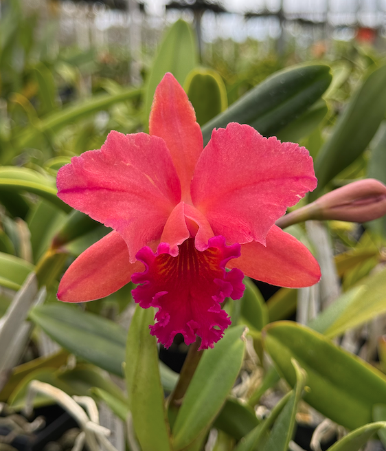 Pot. Mem. Jim Nickou 'James' HCC/AOS x Lc. Tokyo Magic '6-1' AM/AOS ...