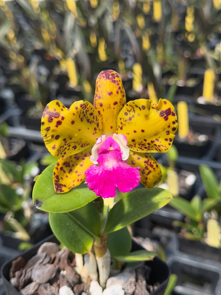 Blc. Suncoast Sunspots x Slc. Katherine Clarkson | Lee & Company Orchids