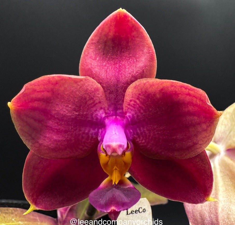 Phal. (Ld's Bear King 'YK#1' x Mituo King bellina 'Red Apple') (In Bud) | Lee & Company Orchids