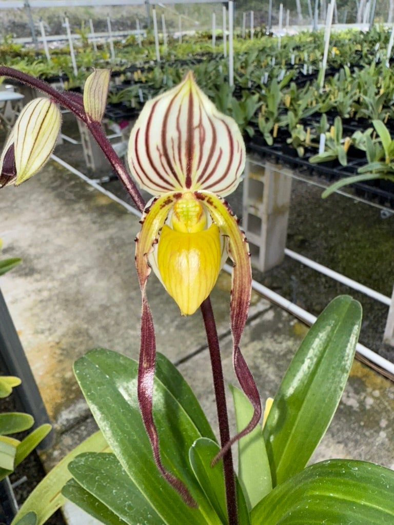 Paph. philippinense compact x self | Lee & Company Orchids