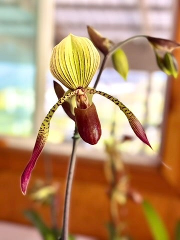 Paph. Julius (lowii 'Star Trek' x roth. 'Next Generation') | Lee ...