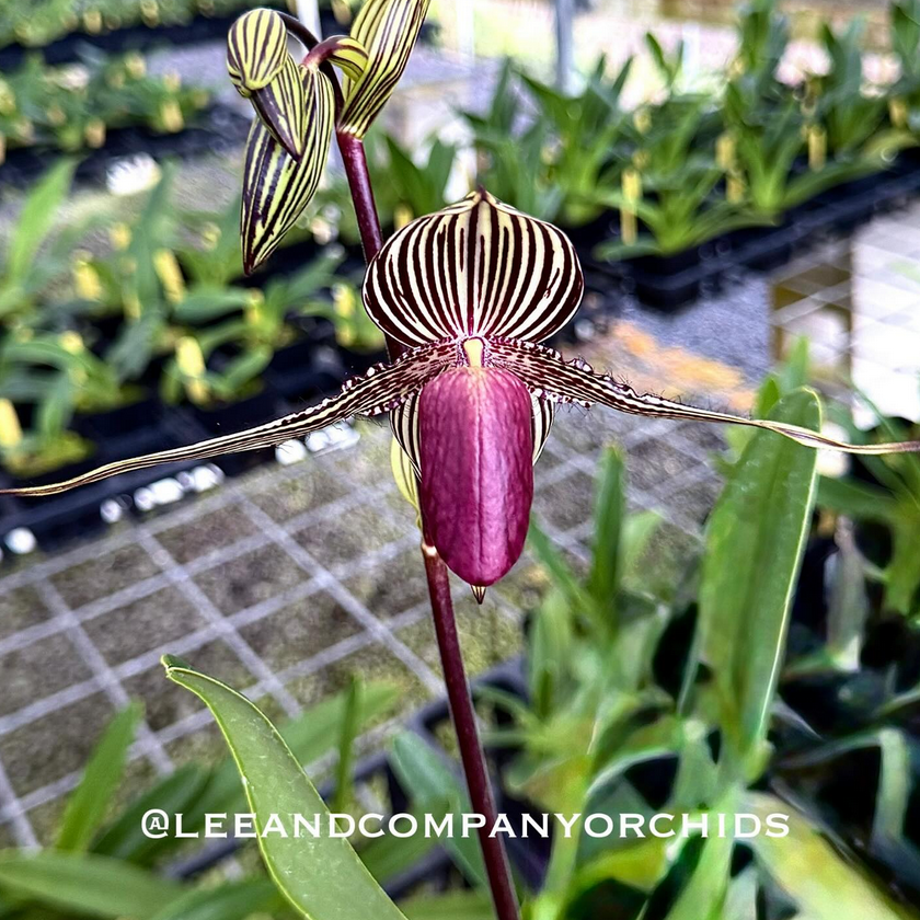 Paph. rothschildianum ('Gold Dynasty' x 'Giant Wings' GM/WOC) | Lee ...