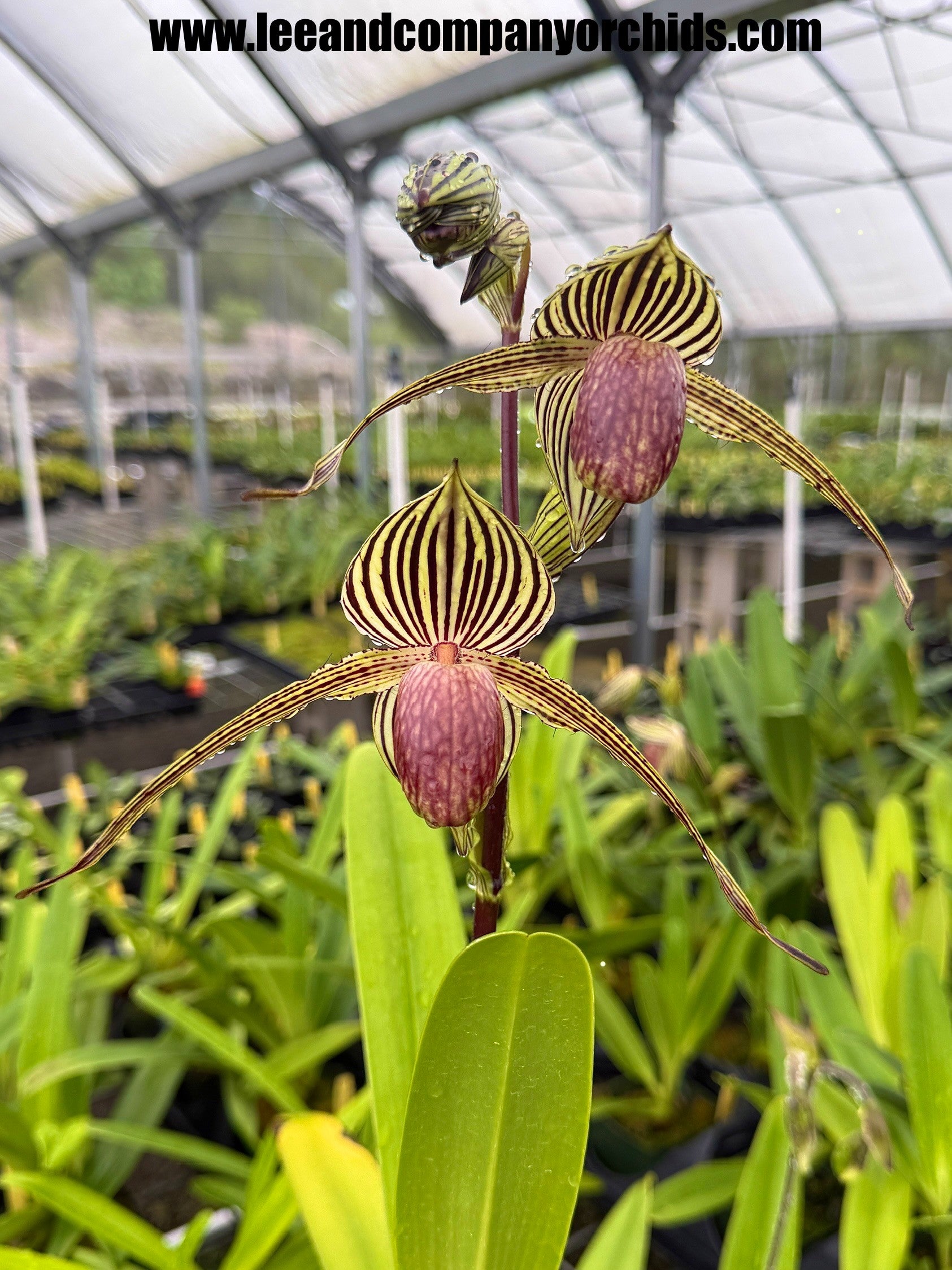 Paph. Lady Rothschild (Lady Isabel 'Jumbo Lady' x roth. 'New Horizon ...