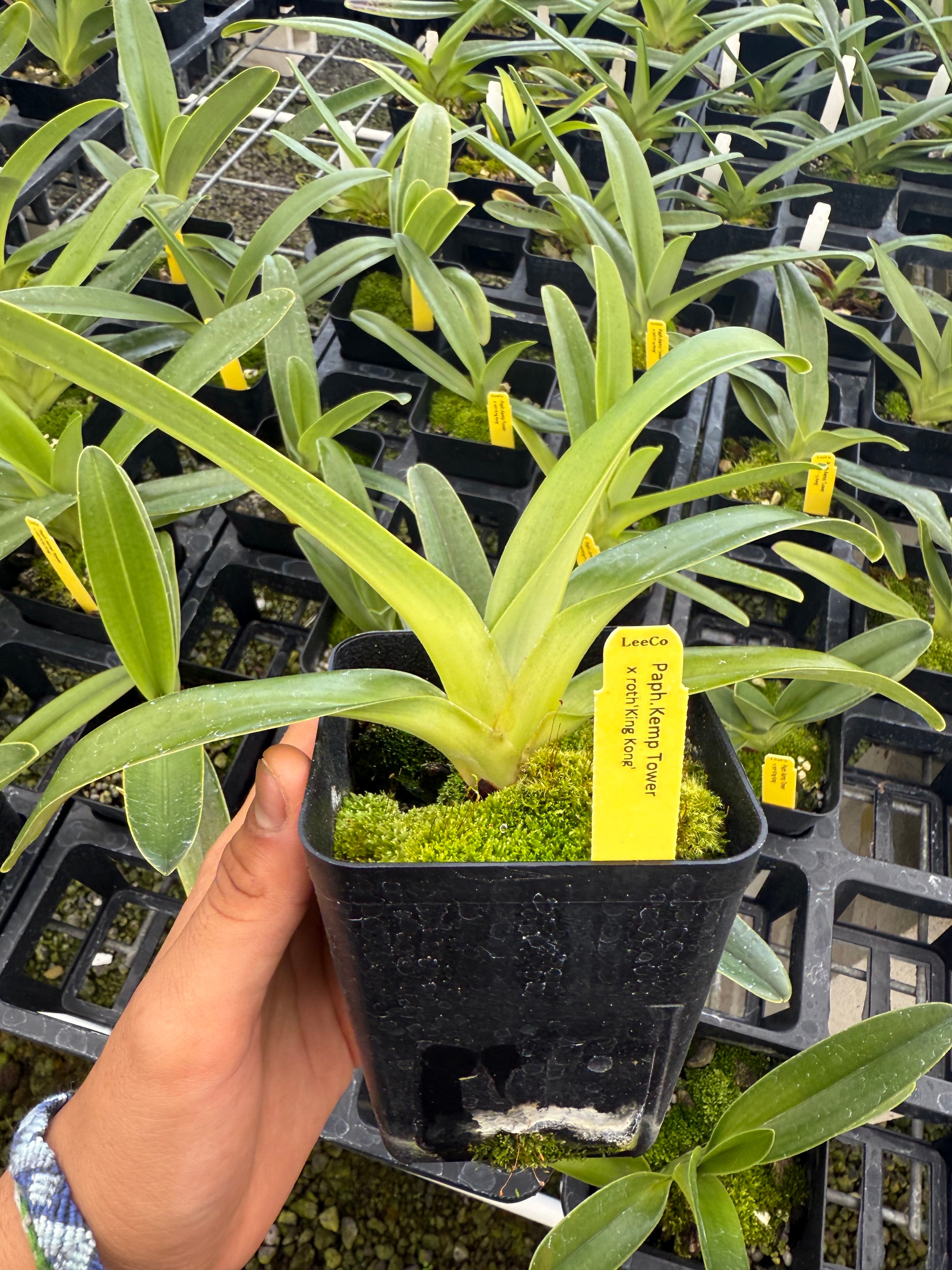 Paph. Kemp Tower x roth. 'King Kong' | Lee & Company Orchids