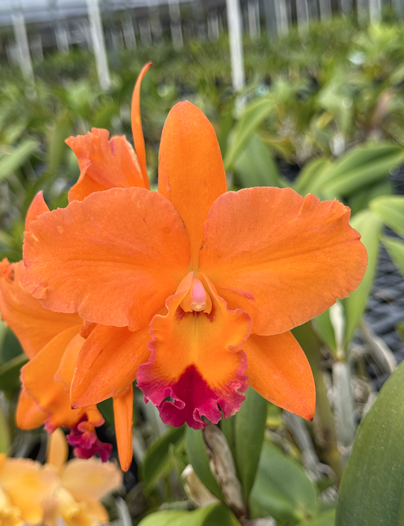 Pot. Love Passion 'Dogashima' x Lc. Aussie Sunset 'Cosmic Fire' HCC/AOS ...